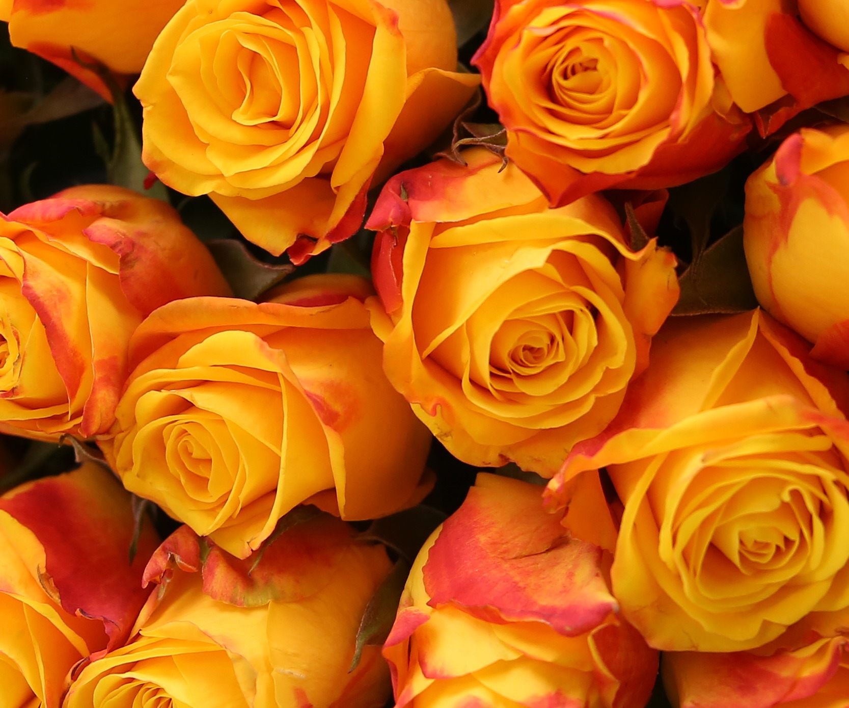 růže rosa orange